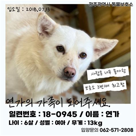 캡틴프록 On Twitter Rt Saramdoolajebal 보호소 고참들 홍보합니다~ 마구마구 퍼뜨려주세요 보호소에 오래오래 있었던 아이들도 집에 한 번 가