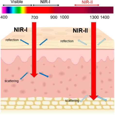 Comparison Of Nir Ii And Nir I Imaging Techniques 45 Download