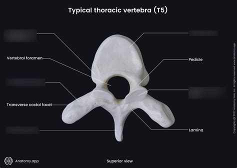 Typical Thoracic Vertebra T5 Diagram Quizlet