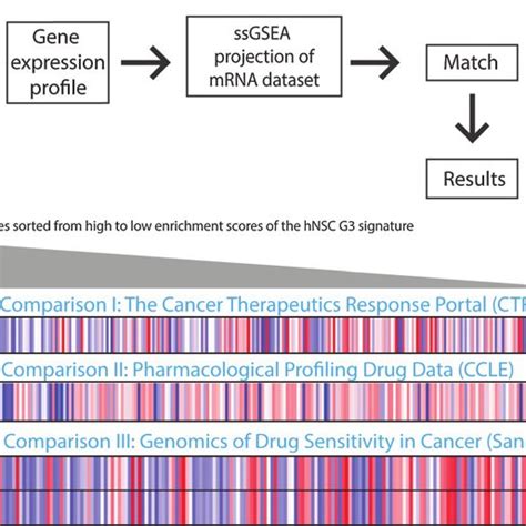 A Diagram Showing A Summary Of The Most Important Steps In The