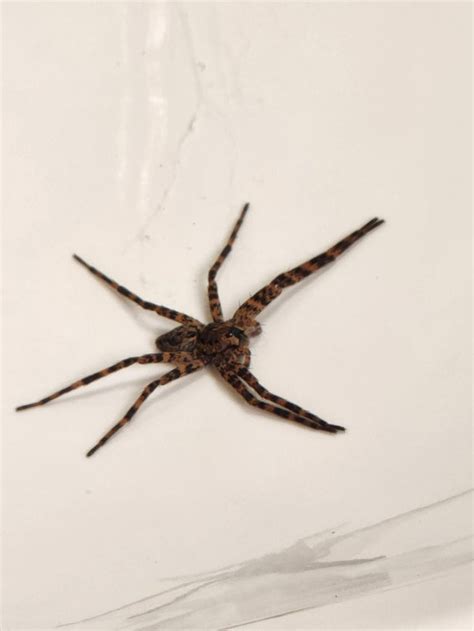 Ceiling Bros Are Hungry Rspiderbro