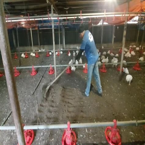 Smart Poultry Farm Litter Raking Object Detection Dataset And Pre Trained Model By Litter Raking