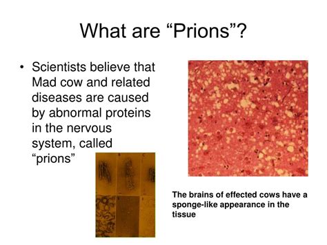 Ppt Mad Cow Disease Powerpoint Presentation Free Download Id 5555761