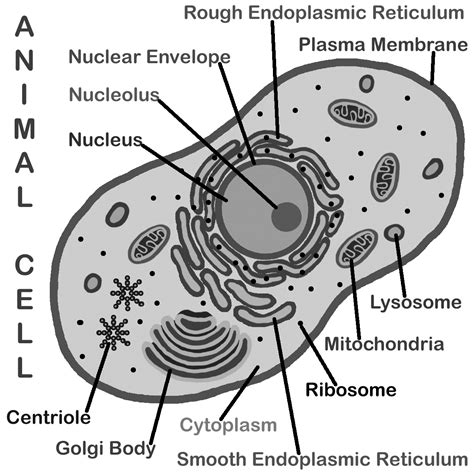 Draw A Labelled Diagram Of Human Cells