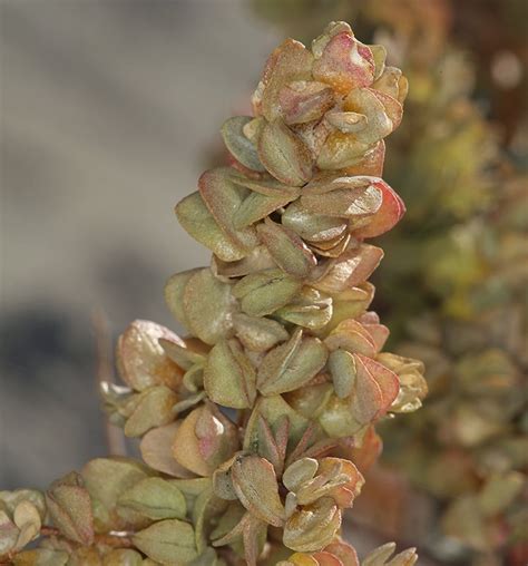 Atriplex Confertifolia Calflora