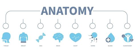 Anatomy Banner Web Icon Vector Illustration Concept 36387237 Vector Art At Vecteezy