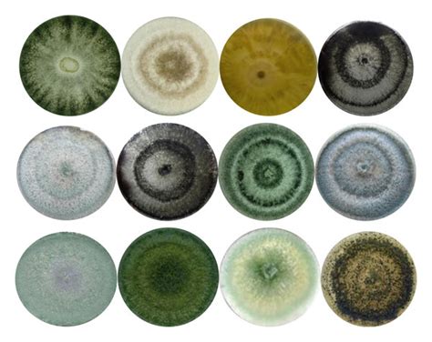Colony Morphology Of Representative Trichoderma Isolates Grown On Pda