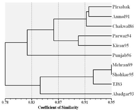 UPGMA Cluster Analysis Showing The Diversity And Relationship Among Download Scientific