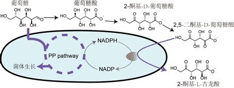 Advanced Science、bioresource Technology陈坚院士团队周景文教授课题组研究成果：维生素c一步发酵法合成