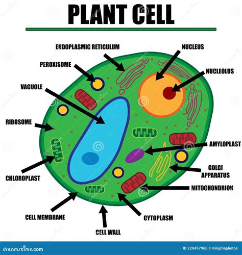 Plant Cell Color Diagram Of Organelles Inside The Cell Wall For Science