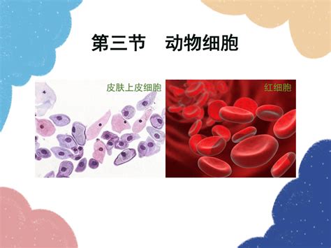 人教版七年级生物上册 2 1 3动物细胞课件 共27张PPT 21世纪教育网 二一教育