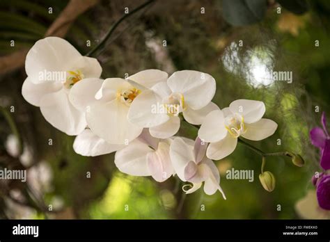 Phalaenopsis Sogo Yukidian Orchid In A Small Botanical Garden On