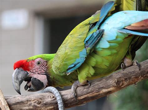 Playful Military Macaws For Sale Terrys Parrot Farm
