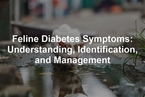 Feline Diabetes Symptoms Understanding Identification And Management
