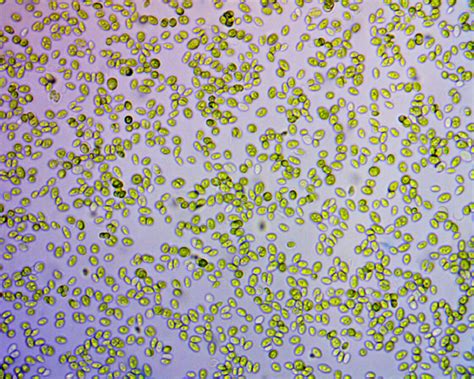Protein Rich Microalgae Can Grow At The High Co 2 Levels In Industrial Exhaust