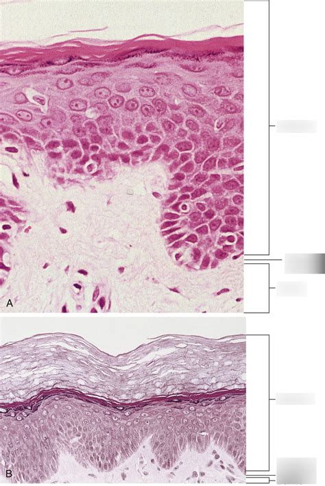 The Epidermis And Dermis Diagram Quizlet