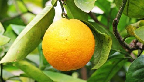 무료 사진 과일 노란 레몬 감귤 류 슬라이스 유기농 음식 비타민