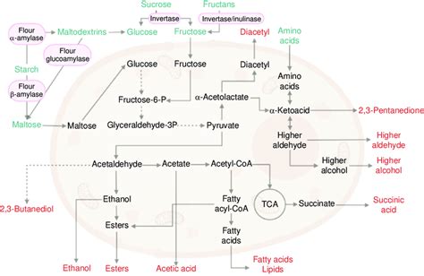 Metabolic Pathways Of Fermenting Bread Yeasts These Are Well Download Scientific Diagram