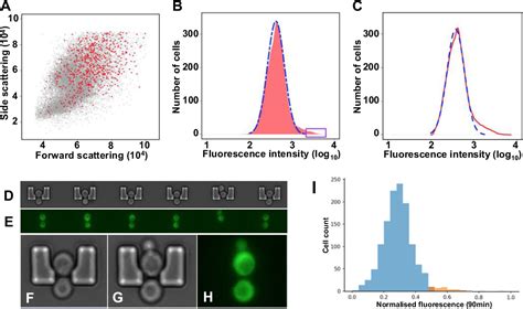 Figure 3 From Stochastic Scanning Events On The Gcn4 Mrna 5 Untranslated Region Generate Cell