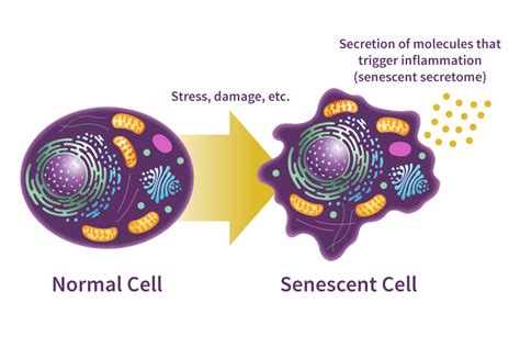 Secrets Of Aging Cellular Senescence Stem Cell Senescence Stemcells21