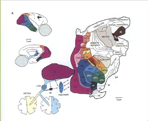 2 1 10 Overview Of The Flattened Cerebral Cortex Of The Macaque Download Scientific Diagram