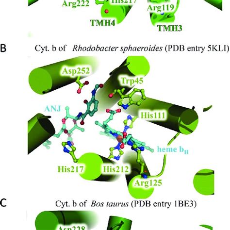 Structure Comparison Of The Heme B H Sites In The Cyt B Subunits Of A Download Scientific