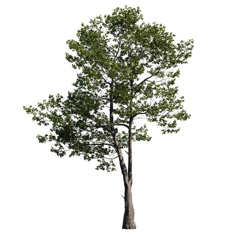 Alder Tree 03 • Imeshh 3d Model For Blender 40