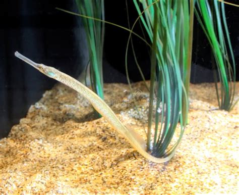 A Pipefish Makes Use Of A Prehensile Tail To Hang On To Seagrass Stock