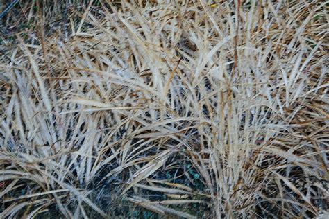 Abstract Of Windswept Grasses Point Reyes National Seashore Ca By