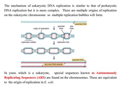 Dna Replication In Molecular Biology Pptx
