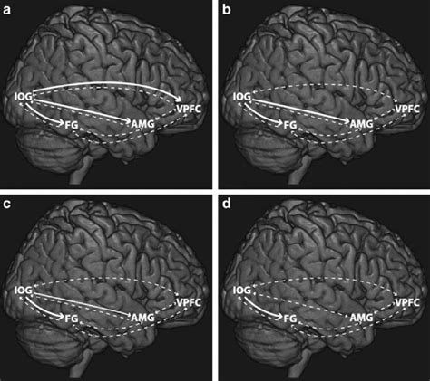 Effective Connectivity Network Resulting From Bayesian Model Averaging Download Scientific