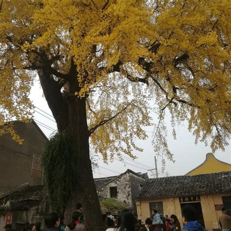 圖蟲攝影千年古銀杏金黃的葉子飄落一地 每日頭條