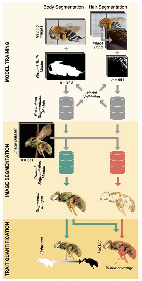 Climate Explains Global Functional Trait Variation In Bees