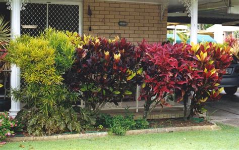 Mango Croton Plant