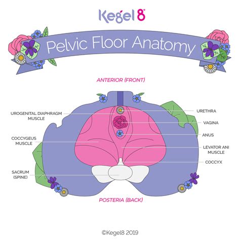 Pelvic Floor Anatomy Kegel Pelvic Floor Pelvic Floor Exercises Floor Workouts