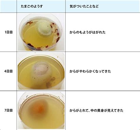 スケルトンたまごを作ろう実験自由研究プロジェクト学研キッズネット