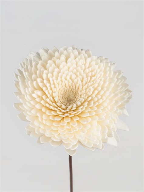 Квітка з шоли хризантема біла купити за ціною 249 грн • Dfb Elements Україна