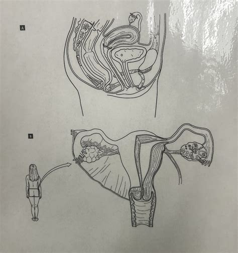 Anatomy Lab Exam Female Repro Diagram Diagram Quizlet