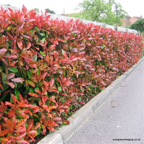 Best Images About FAST GROWING TREES ZONE A On Pinterest Desert Rose Plant Privacy Hedge