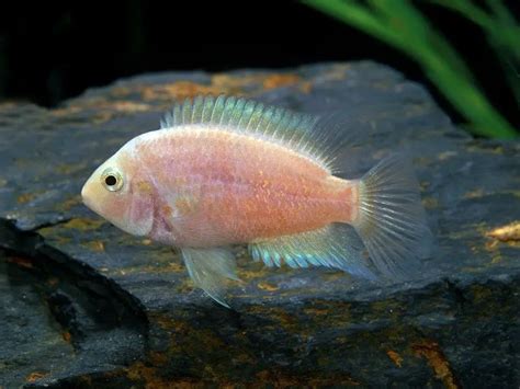 Texas Cichlid Care Guide And Species Profile Fishkeeping World