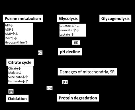 A Hypothetical Representation Of Postmortem Muscle Metabolisms Download Scientific Diagram