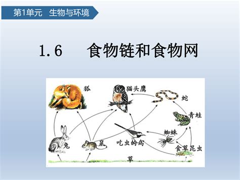 教科科学五下16食物链和食物网 课件共24张ppt 21世纪教育网