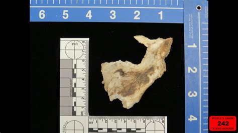Dylan Redwine Crime Scene Photos Bones Clothes And Possible Toe Found