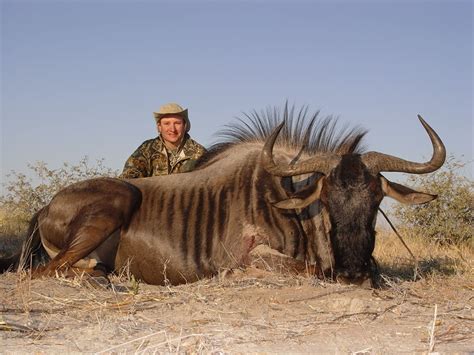Wildebeest Blue Rifle Hunting Dries Visser Safaris