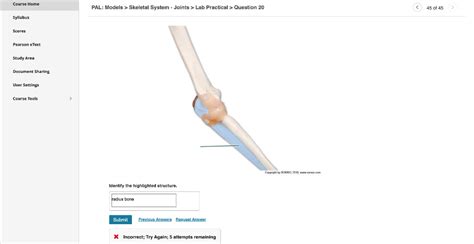 solved pal models skeletal system joints lab