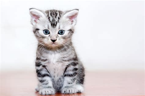 American Shorthair Gris Clair Lp Leopard Complex Appaloosa Genimal