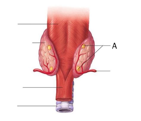 A P II Flashcards Quizlet