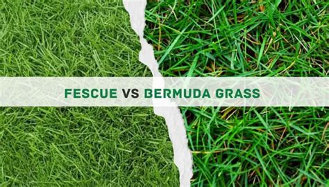 Fescue Vs Bermuda Grass 5key Differences And The Winner