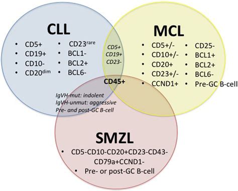 Diagnostic Factors Of Cll Mcl And Smzl − Rarely Expressed Cll Download Scientific