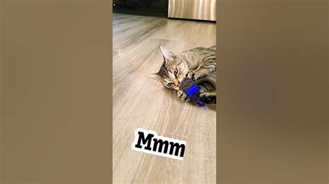 Silly Queen Kittty Cat Catcute Youtube